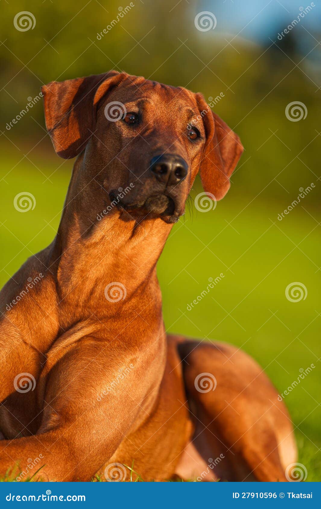 Beautiful Dog Rhodesian Ridgeback Stock Photo - Image of green, grass ...