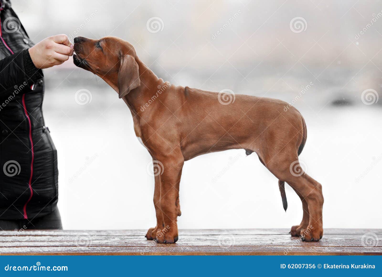 Beautiful Dog Rhodesian Ridgeback Stock Photo - Image of background ...