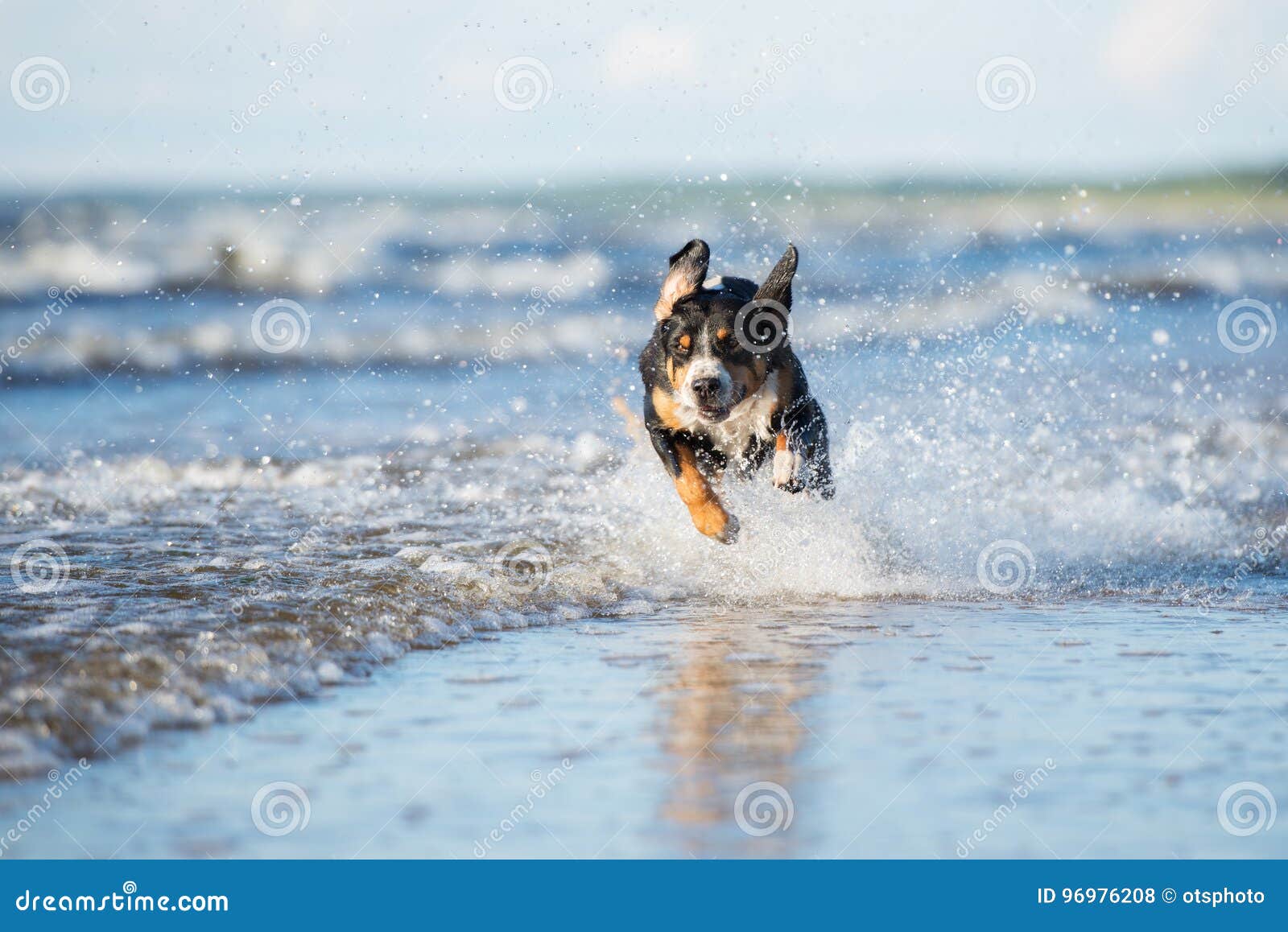 Beautiful Dog Running on the Beach Stock Photo - Image of purebred ...