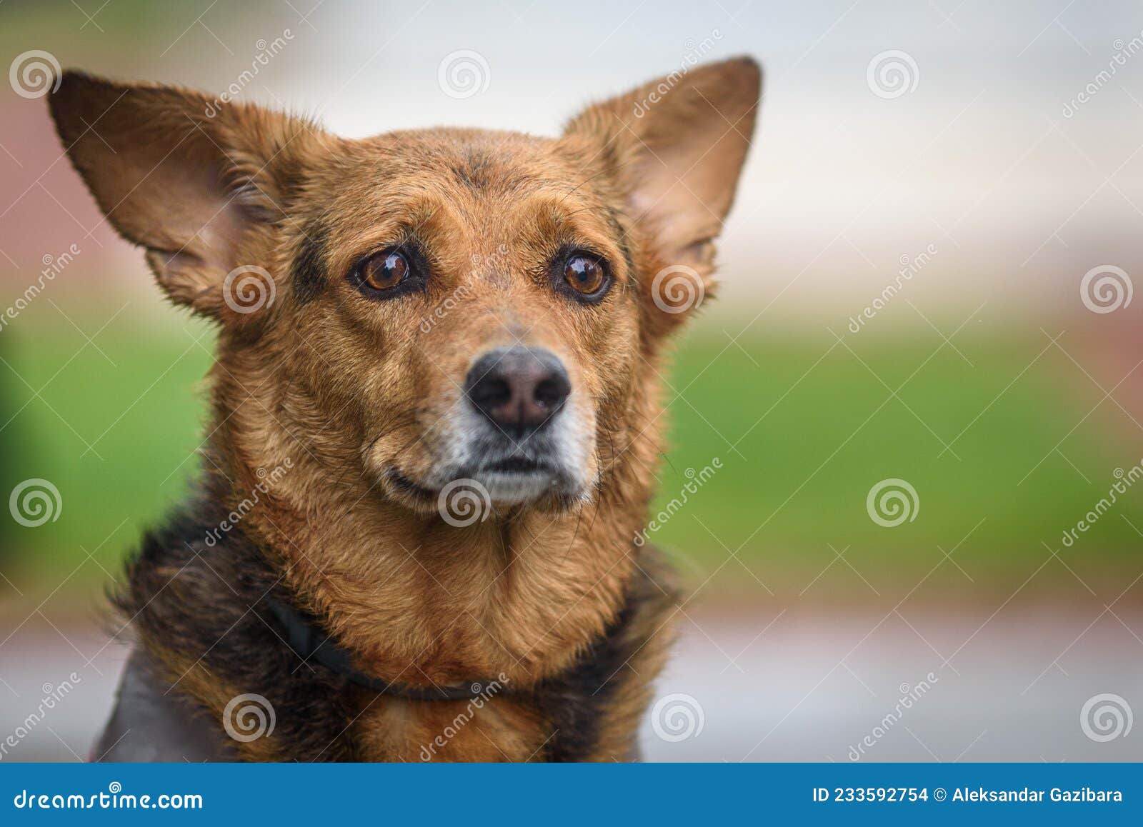 A Beautiful Dog with Sad Eyes Stock Photo - Image of eyes, serene ...