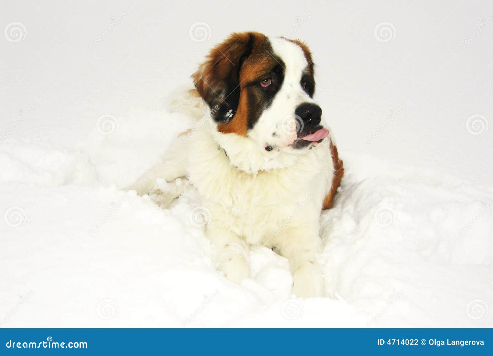 Beautiful Dog Saint Bernard Stock Photo - Image of cold, furry: 4714022