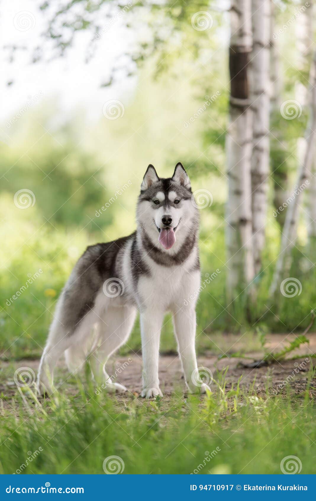 Beautiful Dog Siberian Husky Stock Image - Image of cute, domestic ...