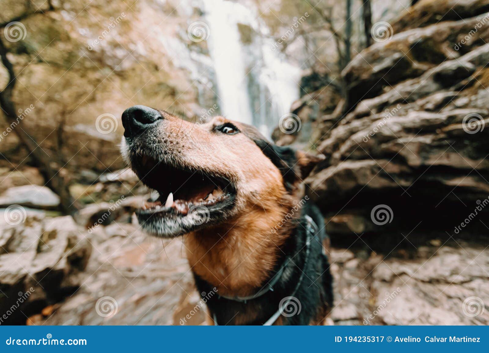 Beautiful Dog Smiling in Front of a Waterfall Stock Image - Image of ...