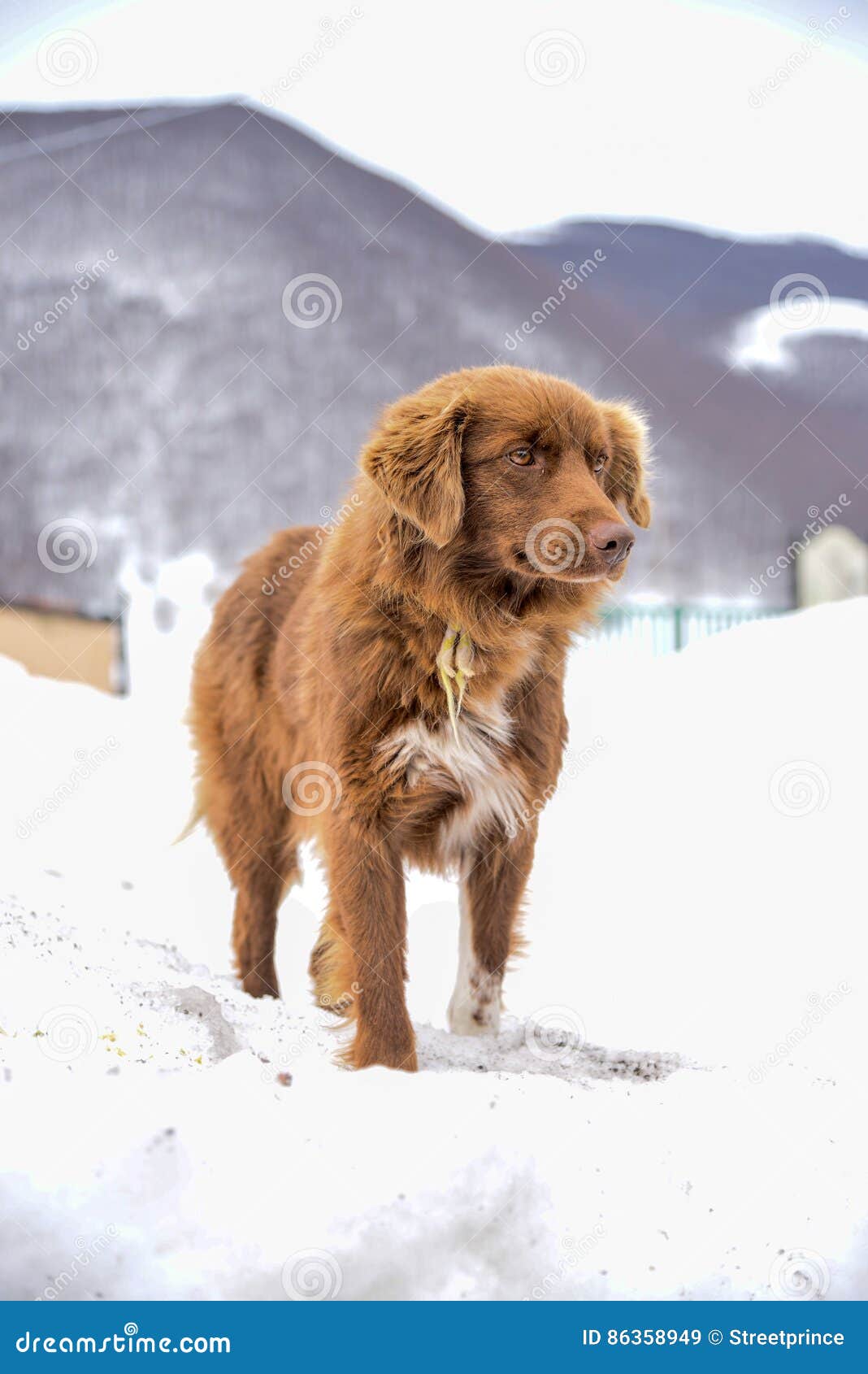 Beautiful dog in the snow stock image. Image of christmas - 86358949