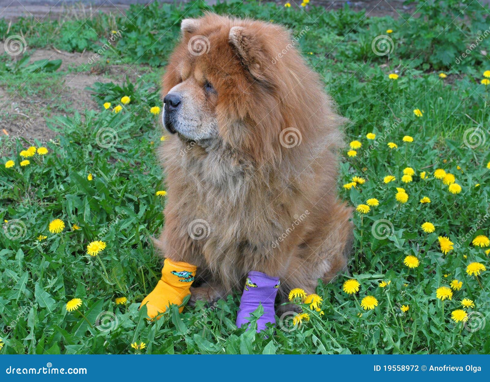 Beautiful dog in socks stock photo. Image of summer, glade - 19558972