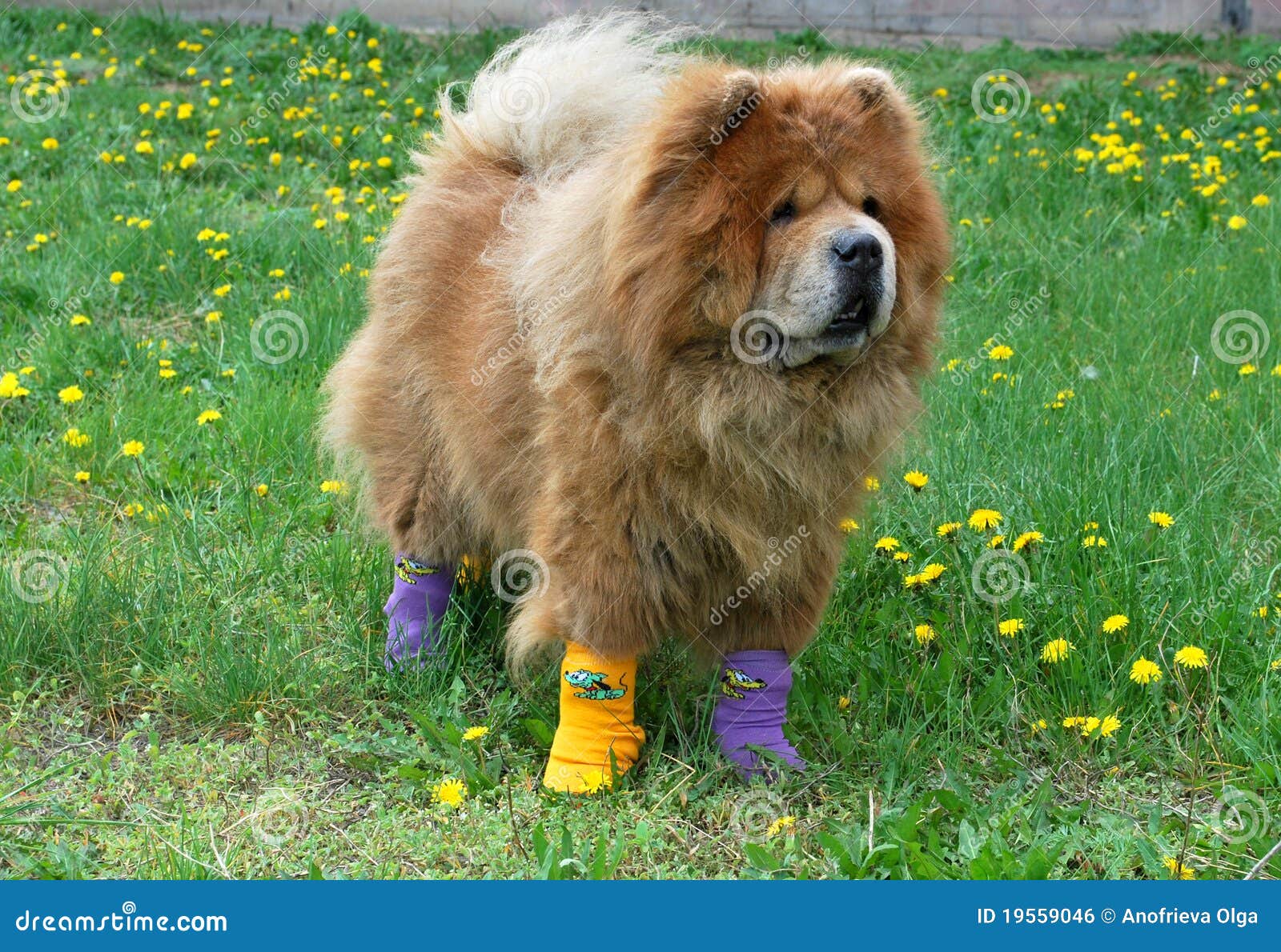 Beautiful dog in socks stock photo. Image of horizontal - 19559046