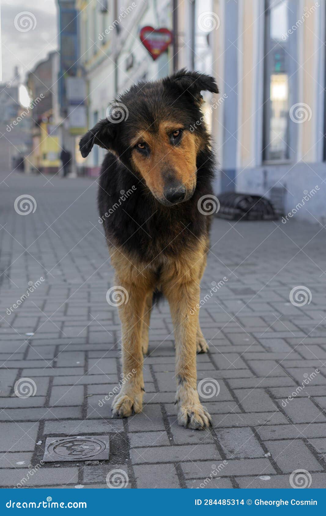 A Beautiful Dog from the Street Stock Photo - Image of terrier ...
