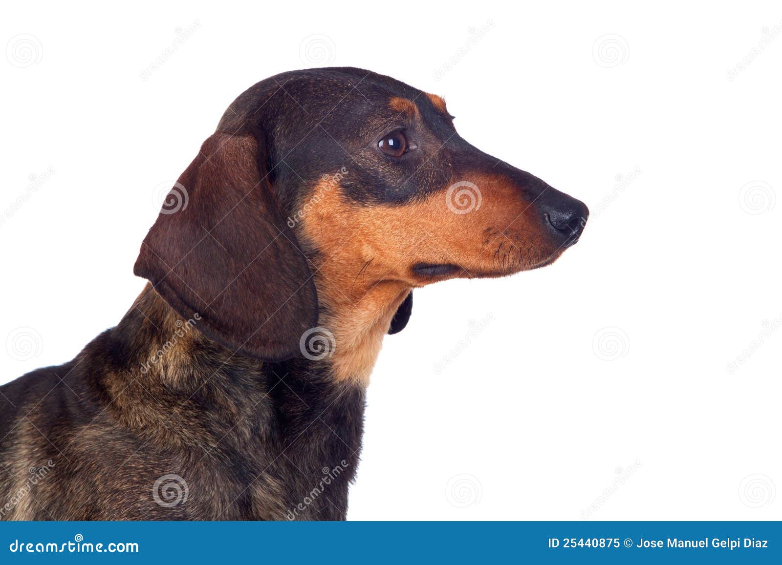 Beautiful dog teckel stock image. Image of small, doggy - 25440875
