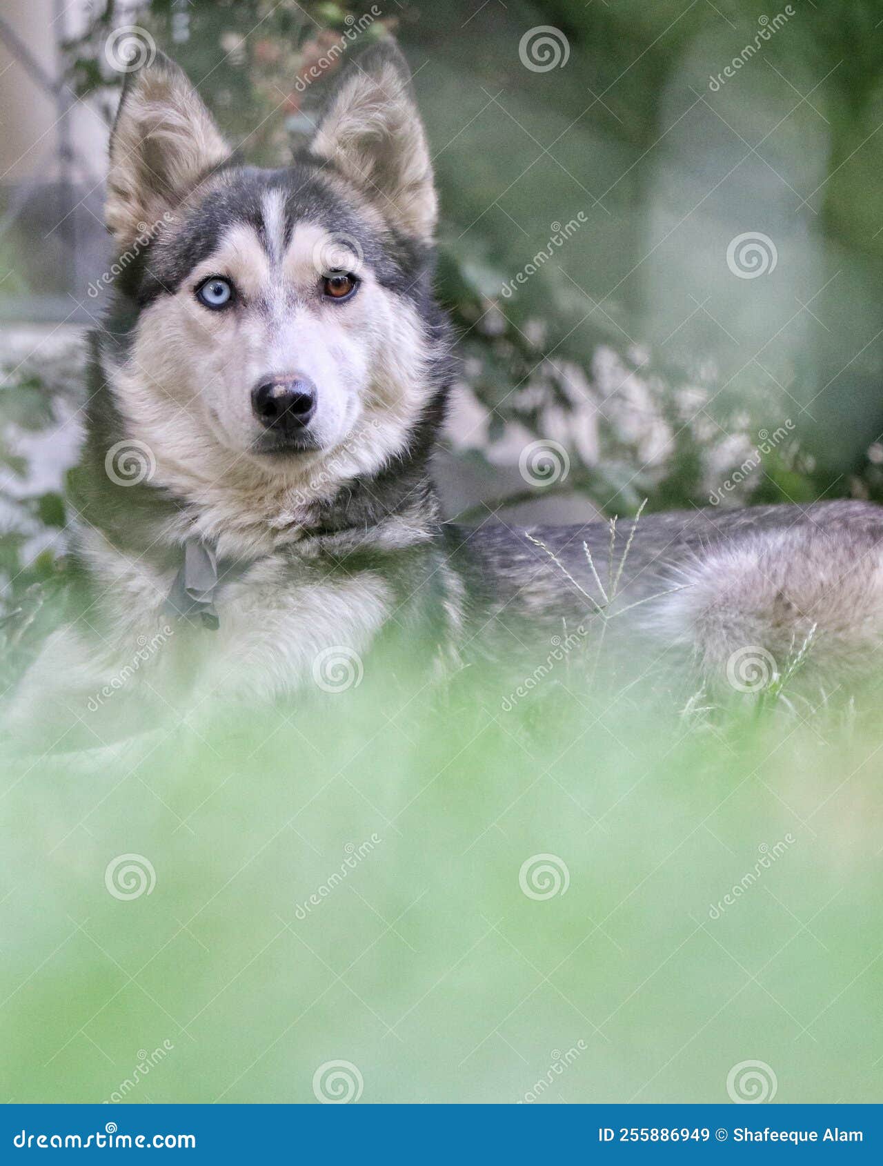 Beautiful Dog with Two Different Eye Colors Stock Image - Image of ...