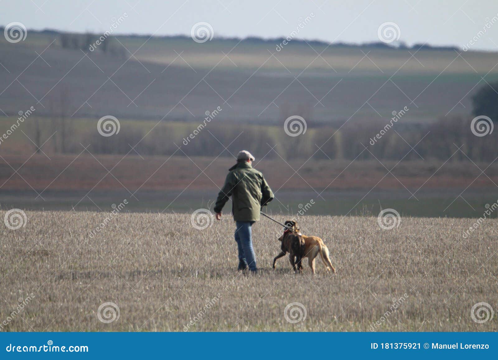 Beautiful Dogs Hunting Hare with Spanish in the Fields Extensive Plains ...