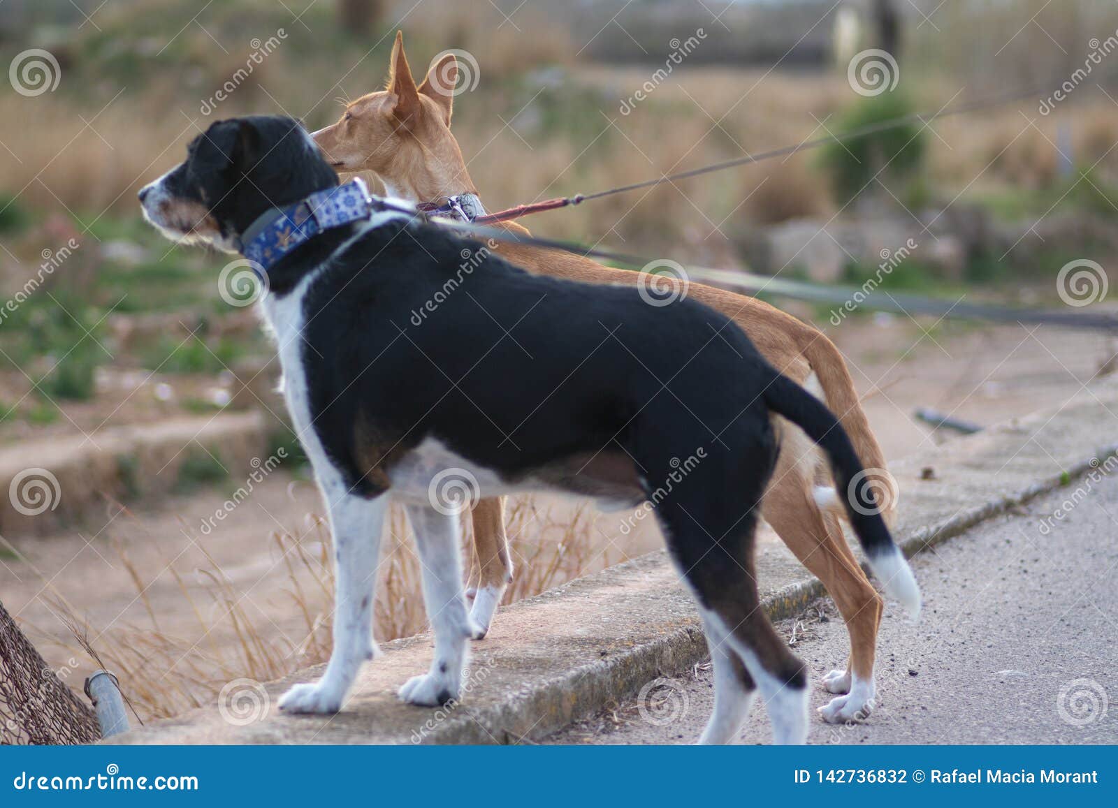 Beautiful Dogs Posing for Hunter Stock Photo - Image of active, male ...