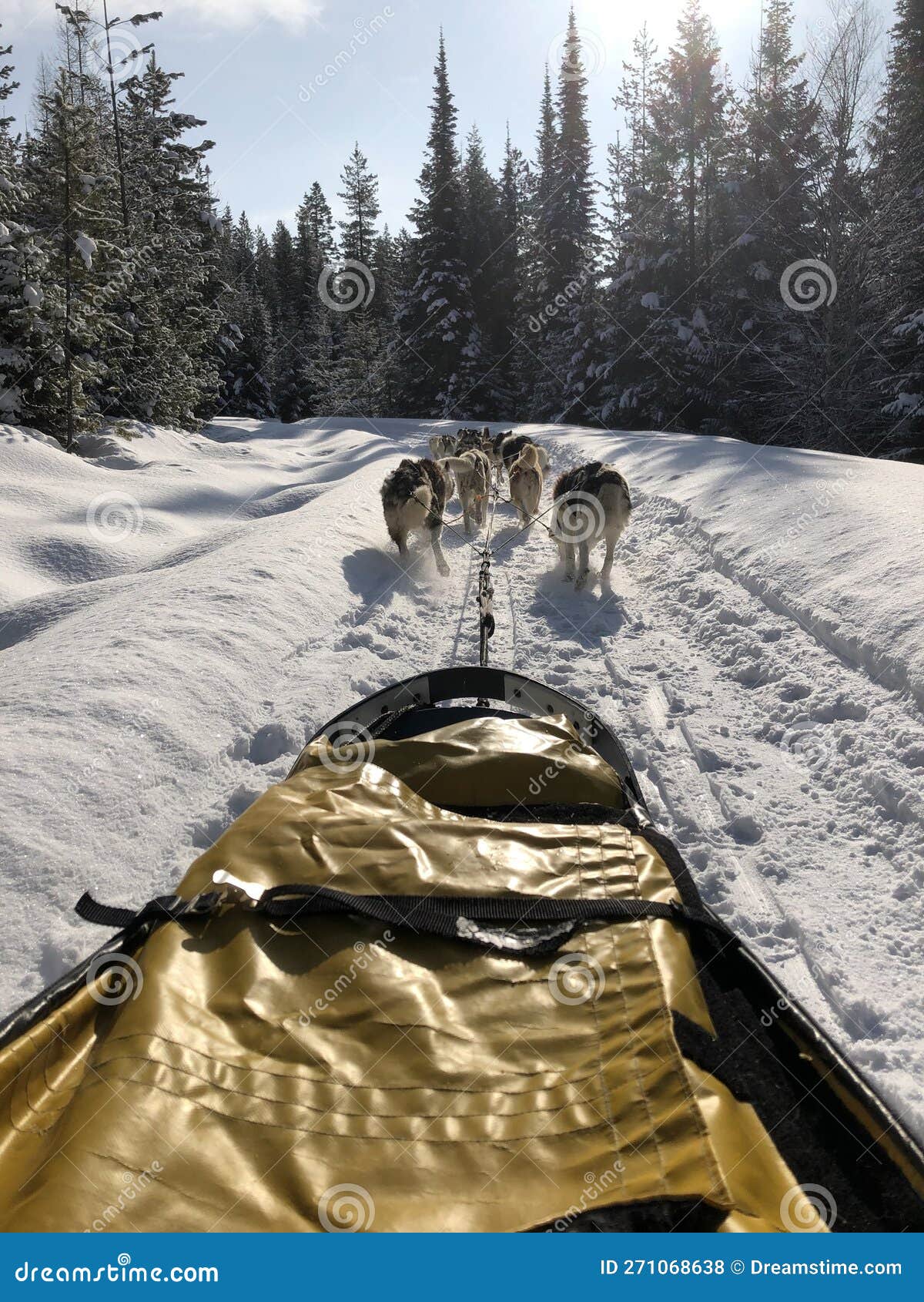 Team Dogs Ready Pulling Dogsled Stock Photos - Free & Royalty-Free ...