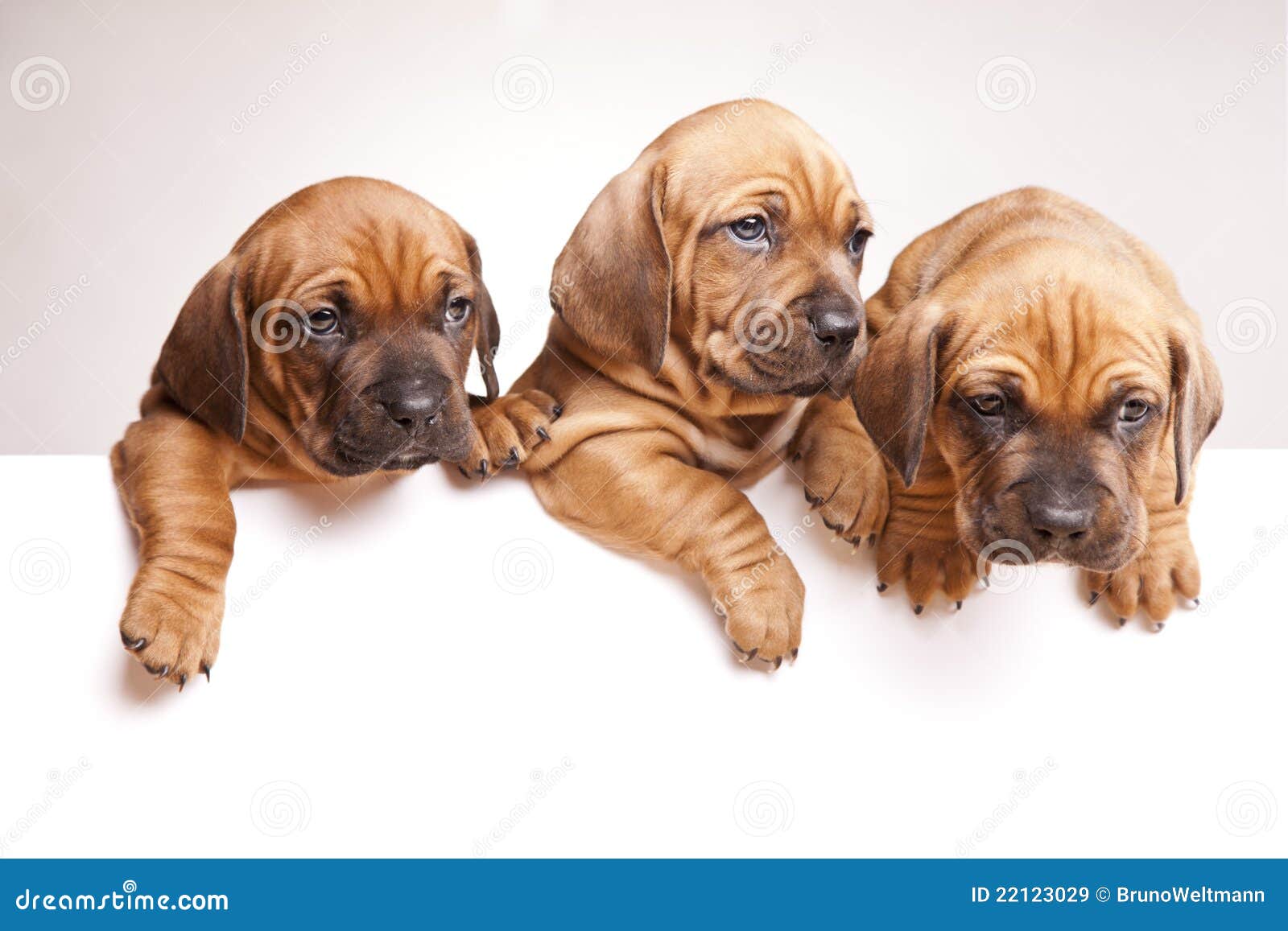 Beautiful Dogs Send a Message! Stock Image - Image of mammal, board ...