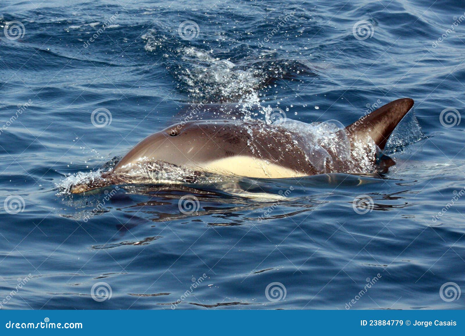 Beautiful Dolphins in the Ocean Stock Image - Image of summer, splash ...