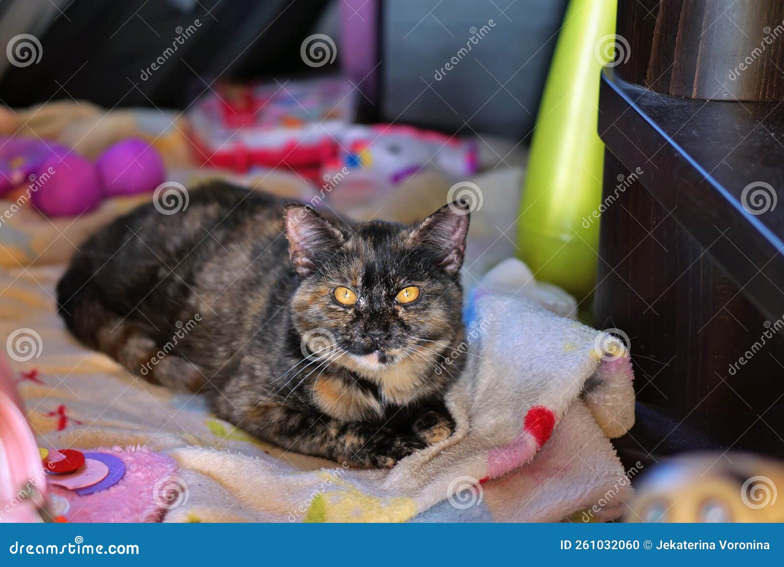 Beautiful domestic cat stock photo. Image of enjoy, happiness - 261032060