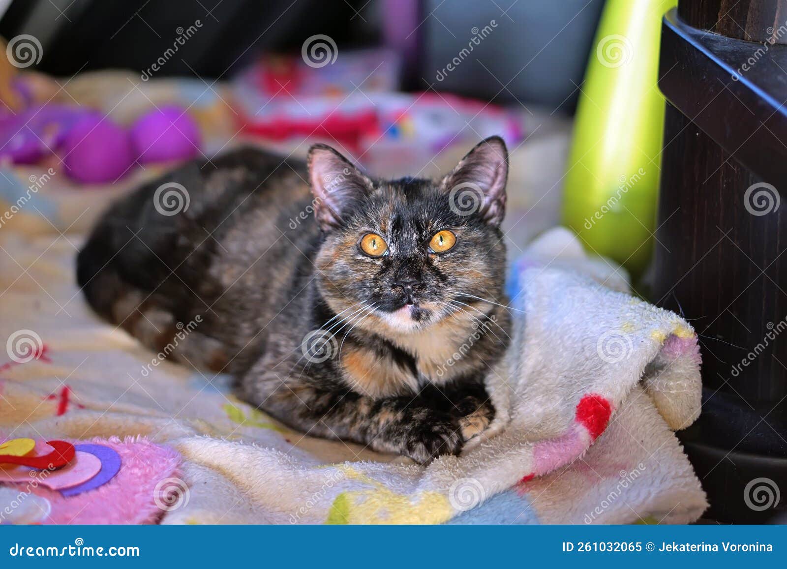 Beautiful domestic cat stock image. Image of happiness - 261032065