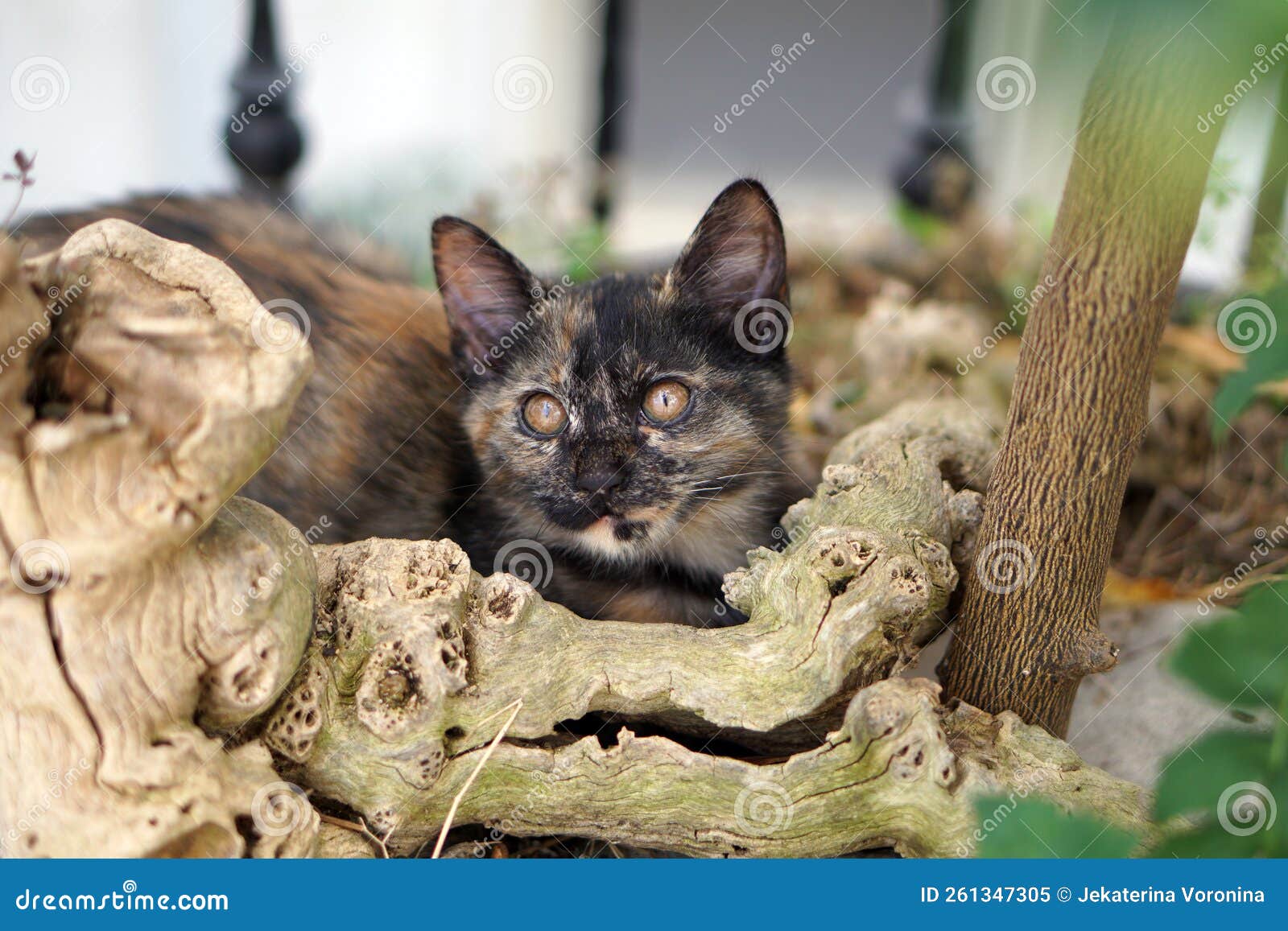 Beautiful domestic cat stock image. Image of felino - 261347305