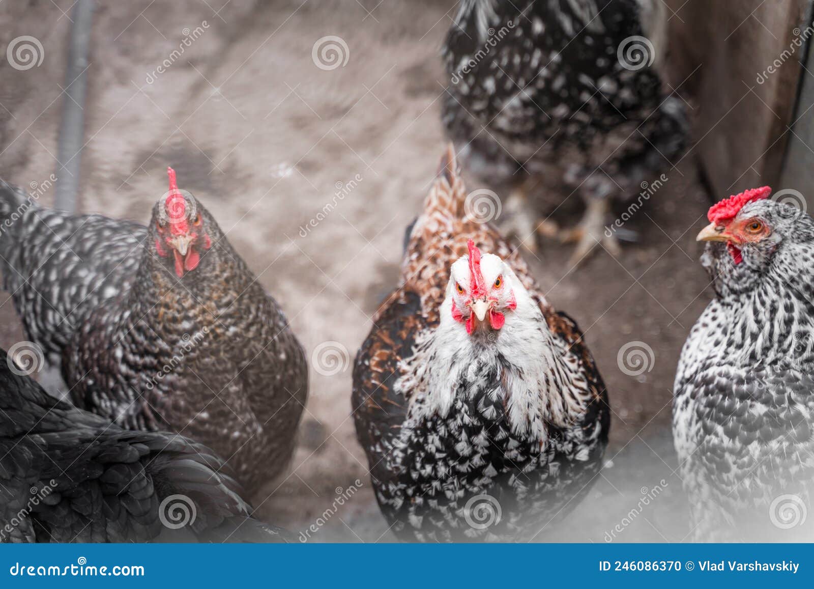 Beautiful Domestic Chickens Look at the Camera Stock Photo - Image of ...