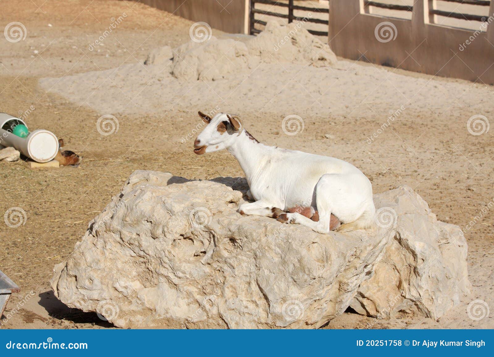 A Beautiful Domestic Goat on the Rock Stock Photo - Image of creature ...