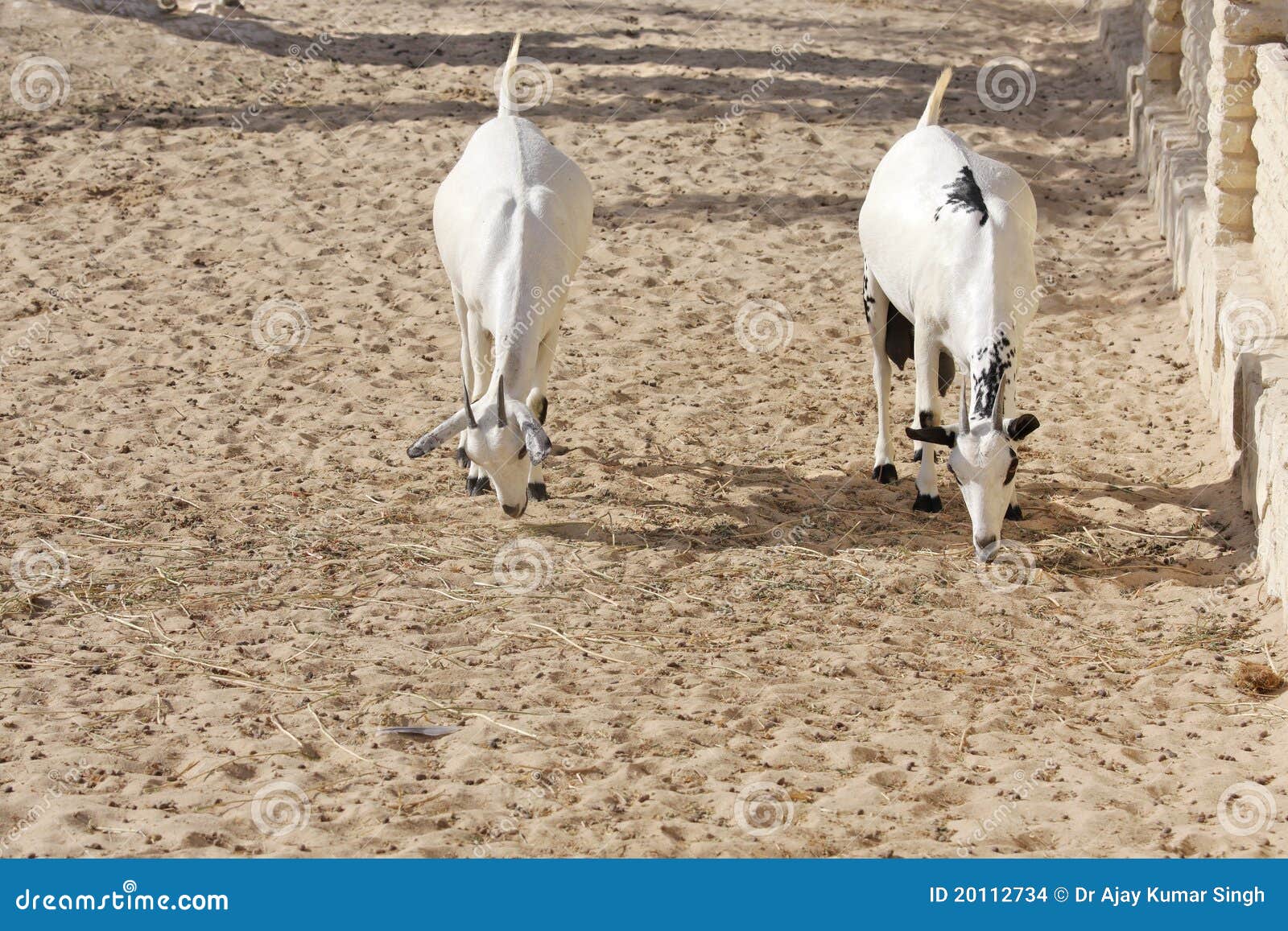 Beautiful Domestic Omani Goats Grazing Stock Photo - Image of ...