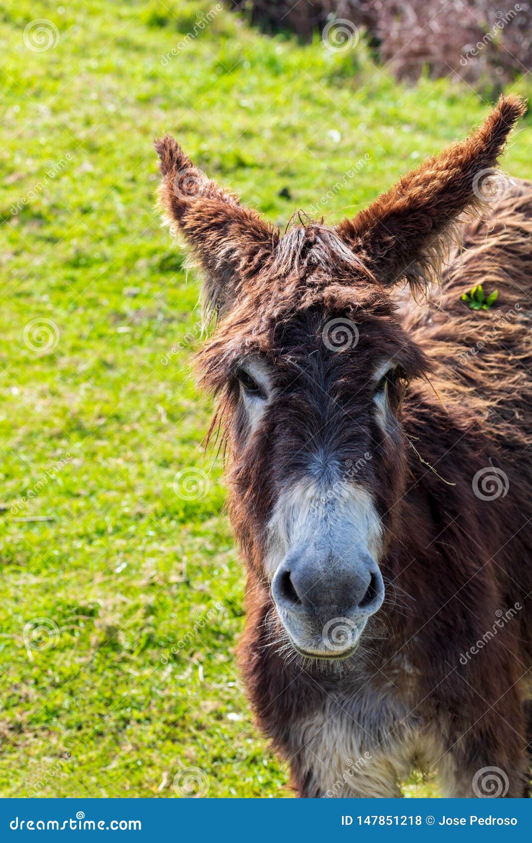 Beautiful Donkey on Sunny Day. Close-up. Stock Photo - Image of ...