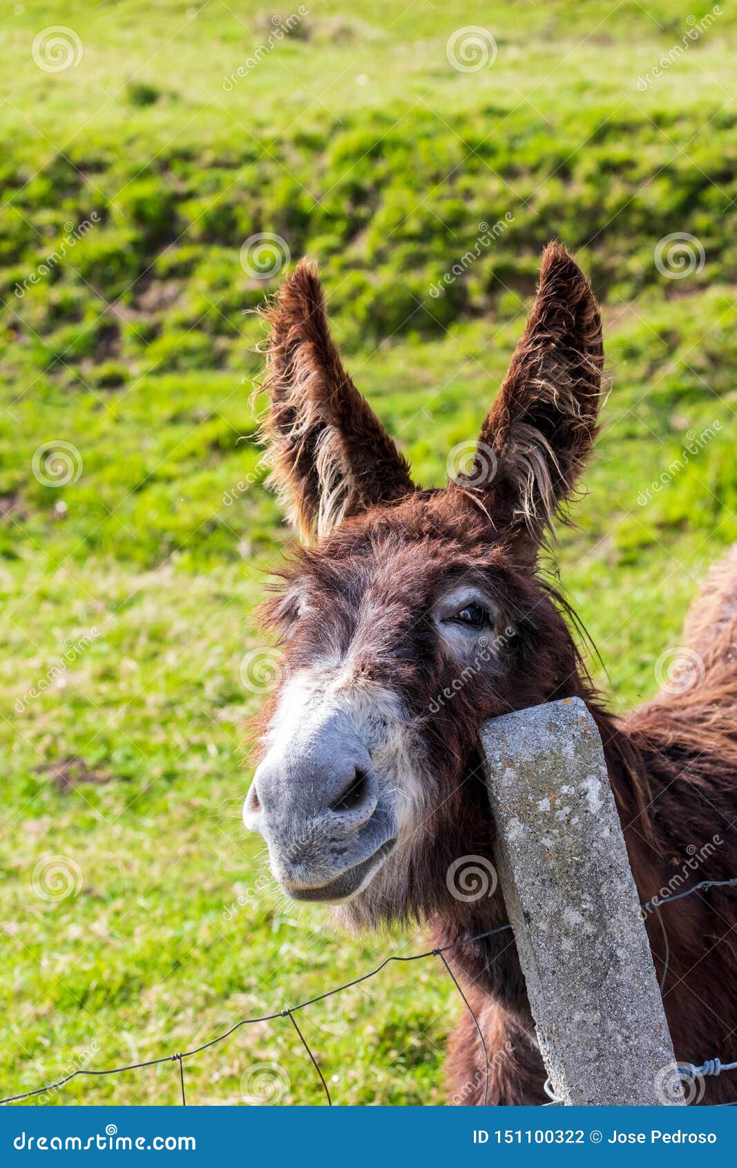 Beautiful Donkey on Sunny Day. Close-up. Stock Photo - Image of donkey ...