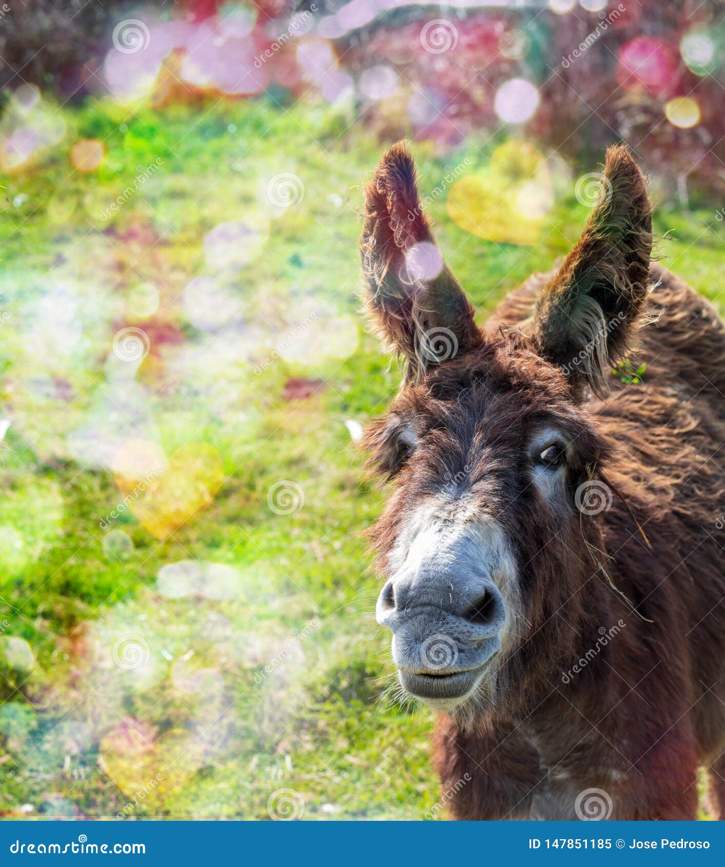 Beautiful Donkey on Sunny Day. Close-up Stock Image - Image of donkey ...