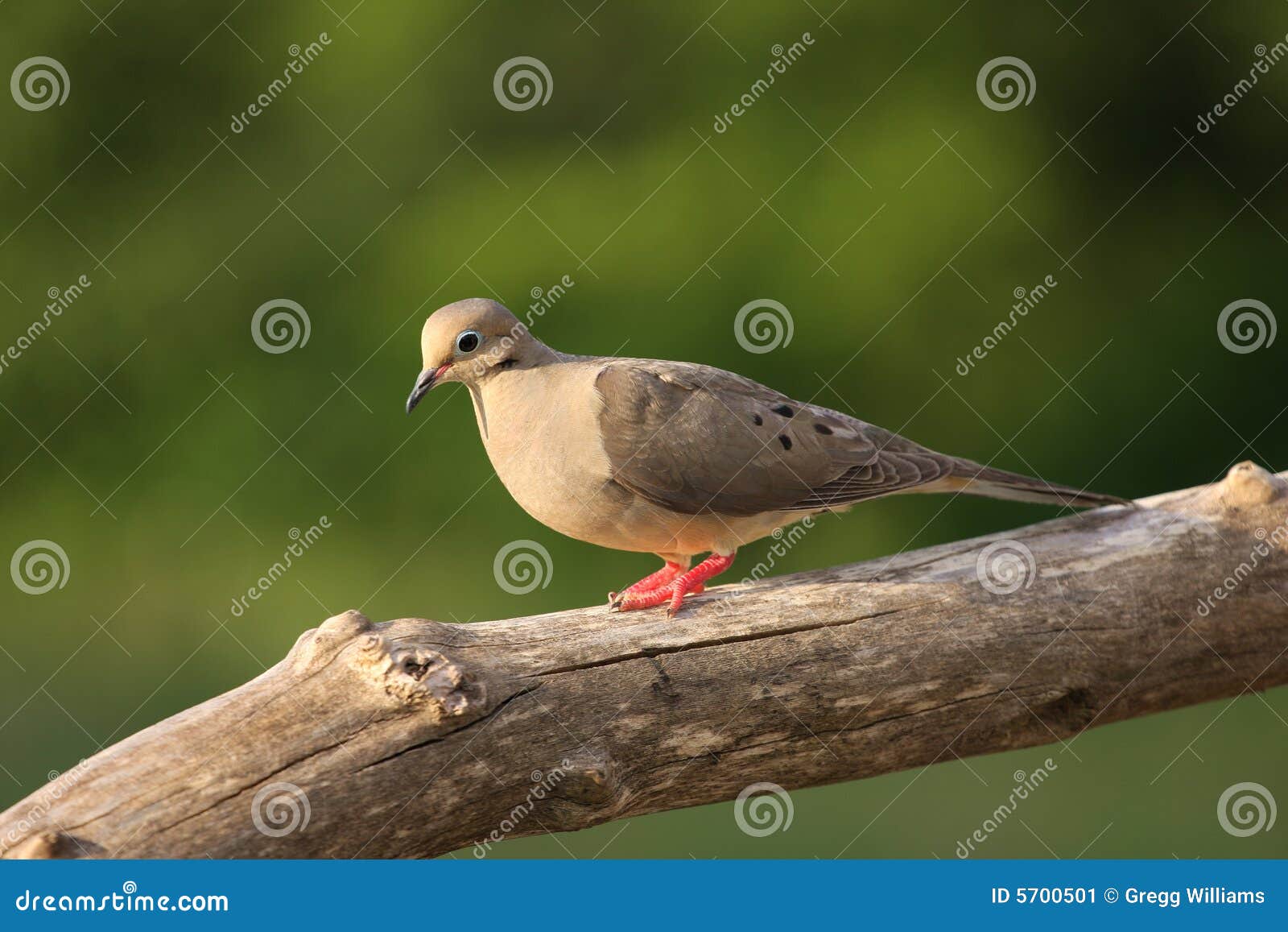 A Beautiful Dove stock image. Image of nature, birding - 5700501