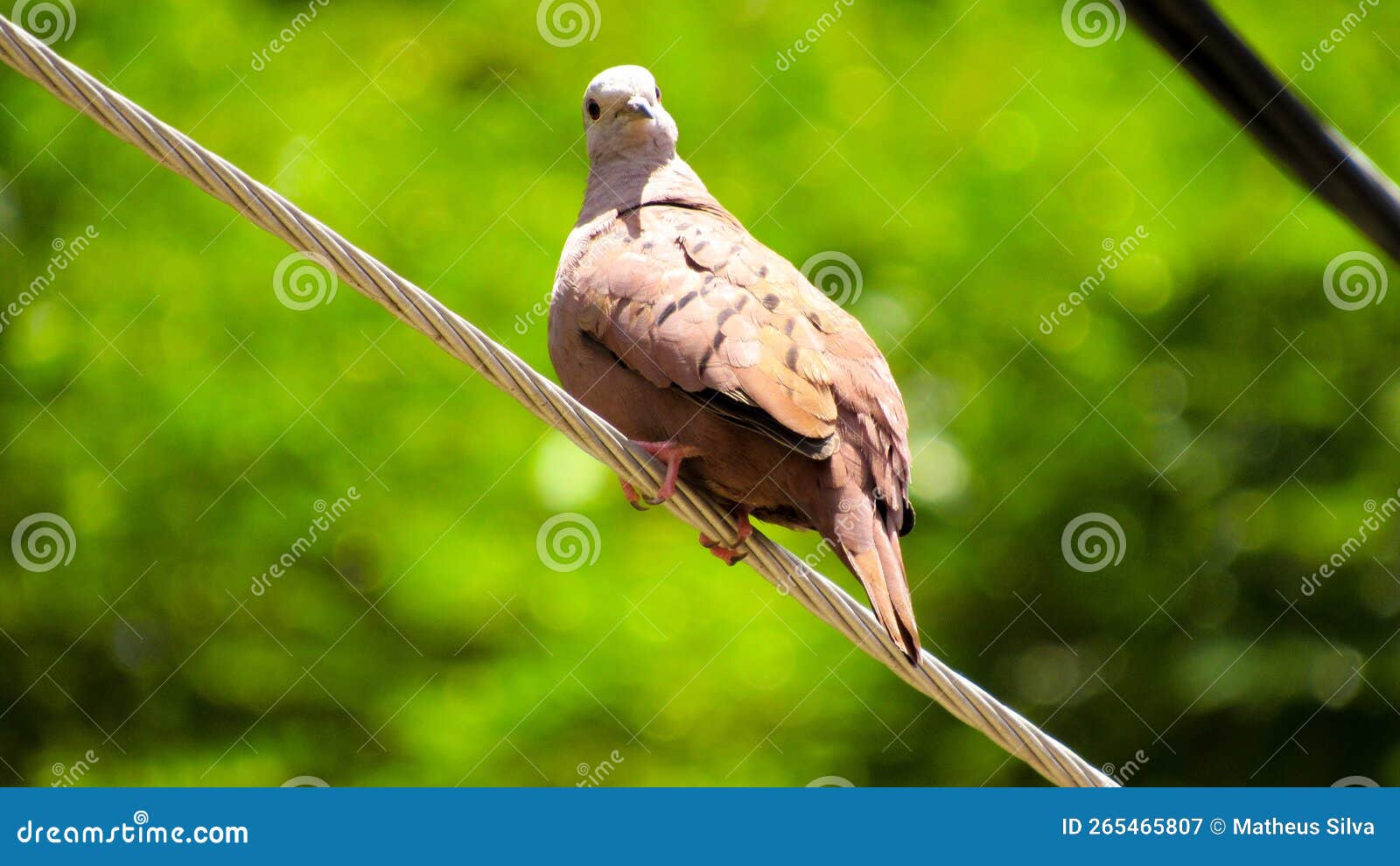 Beautiful Dove Posing for a Photo Stock Image - Image of brazil, green ...