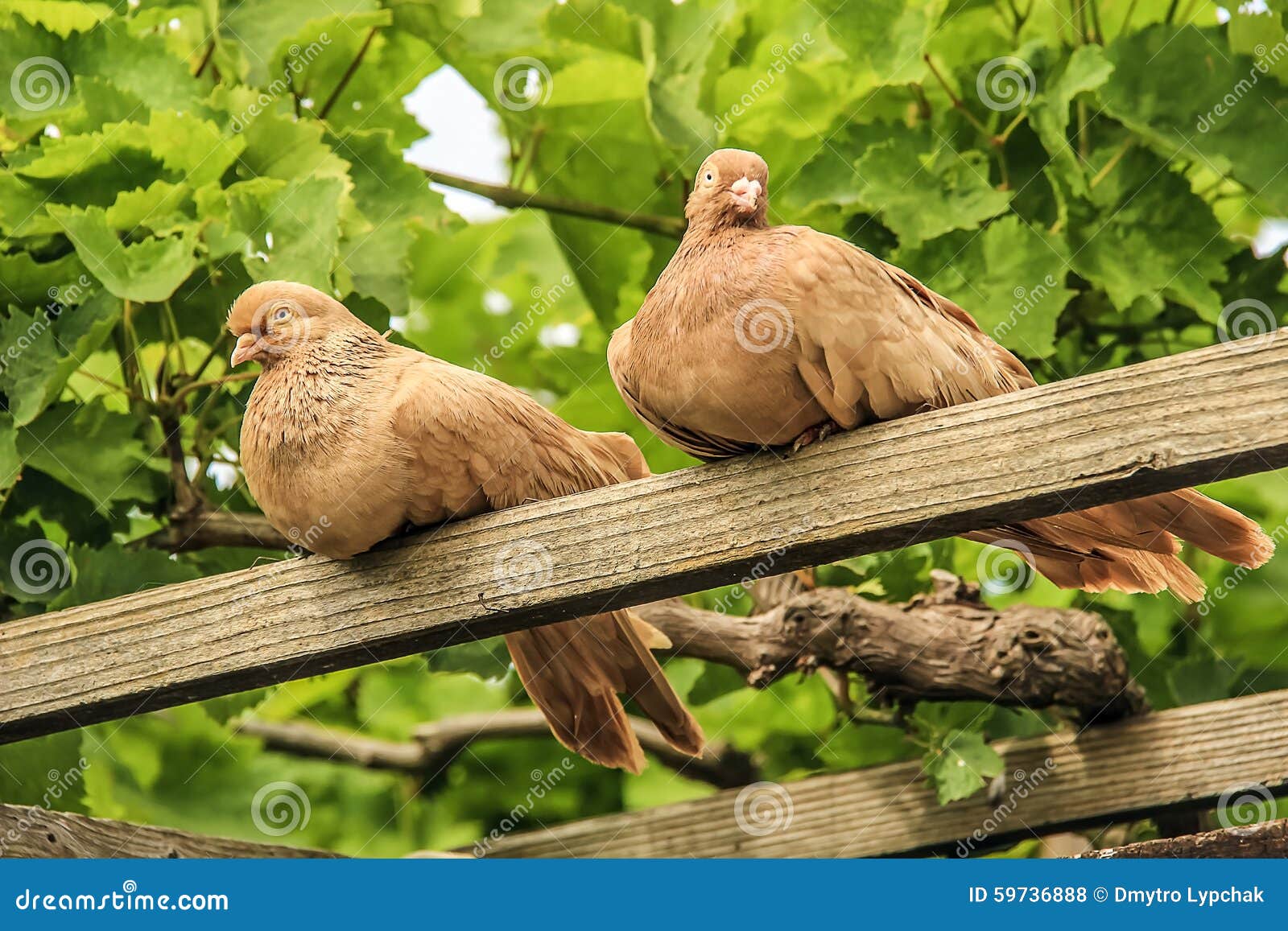 Beautiful doves stock photo. Image of imperial, creature - 59736888