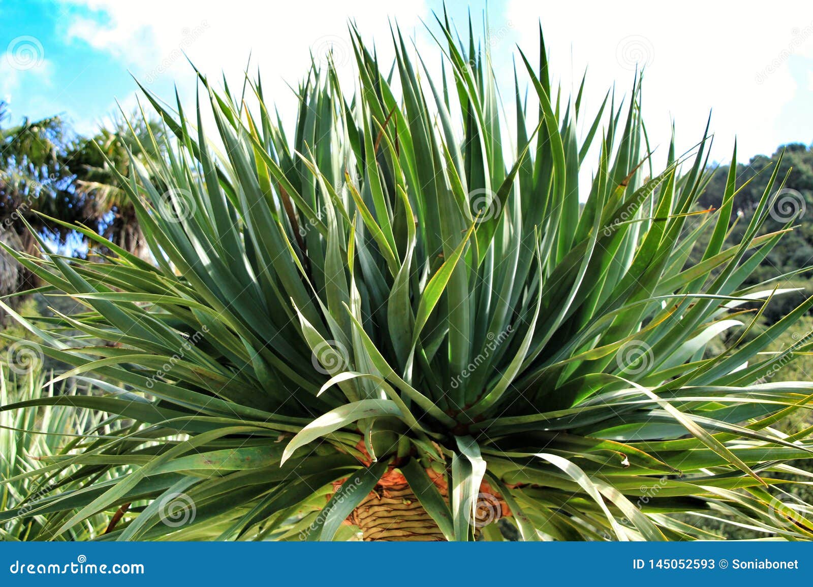 Dragonia plant - denismodels