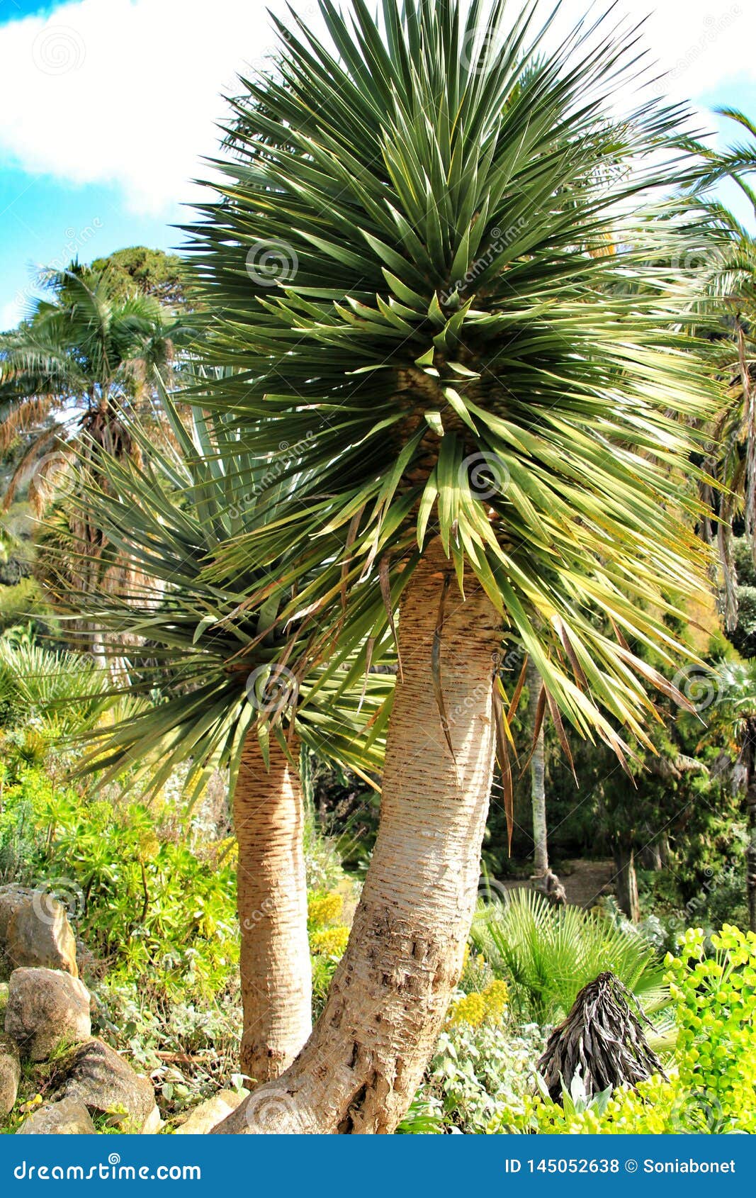Beautiful Dracanea Draco in the Garden Stock Photo - Image of desert ...