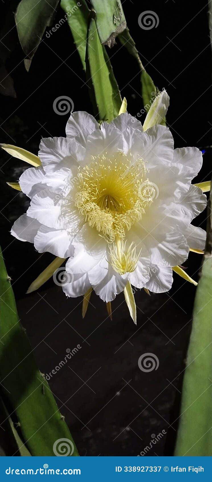A Beautiful Dragon Fruit Flower in Bloom Stock Image - Image of ...