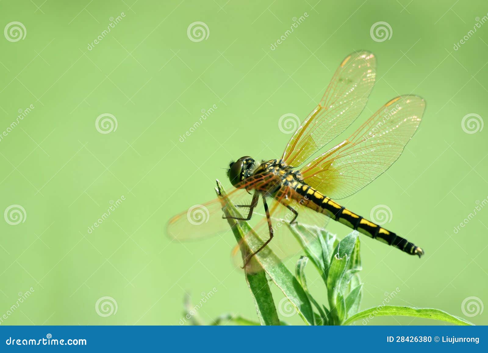 Beautiful dragonflies stock photo. Image of field, yellow - 28426380