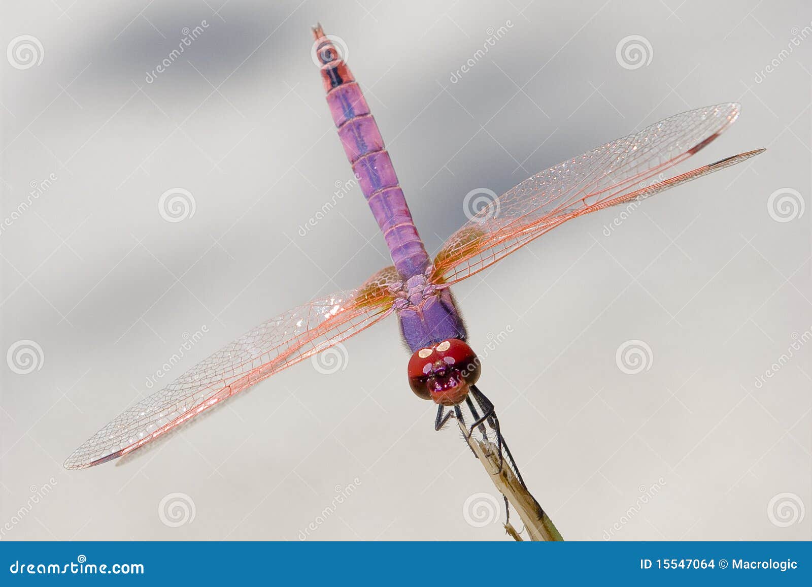 Beautiful dragonfly stock photo. Image of damselfly, nature - 15547064