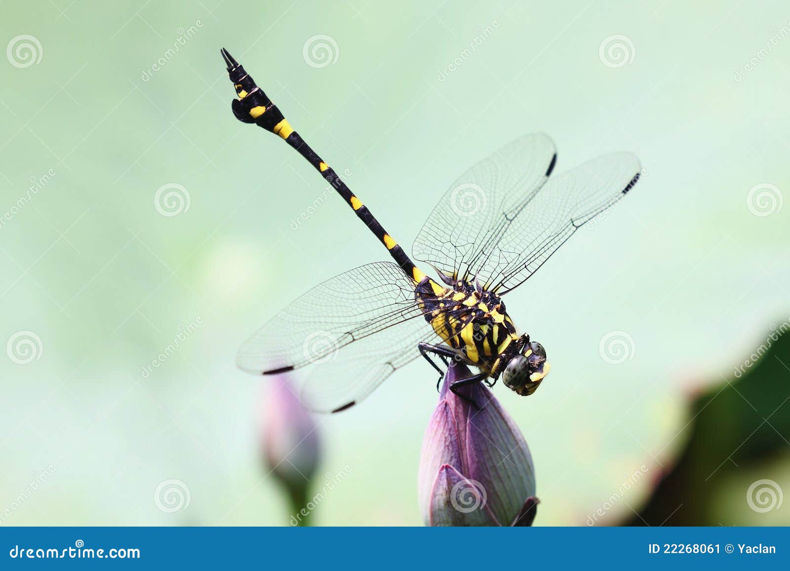 Beautiful Dragonfly stock image. Image of forests, micro - 22268061