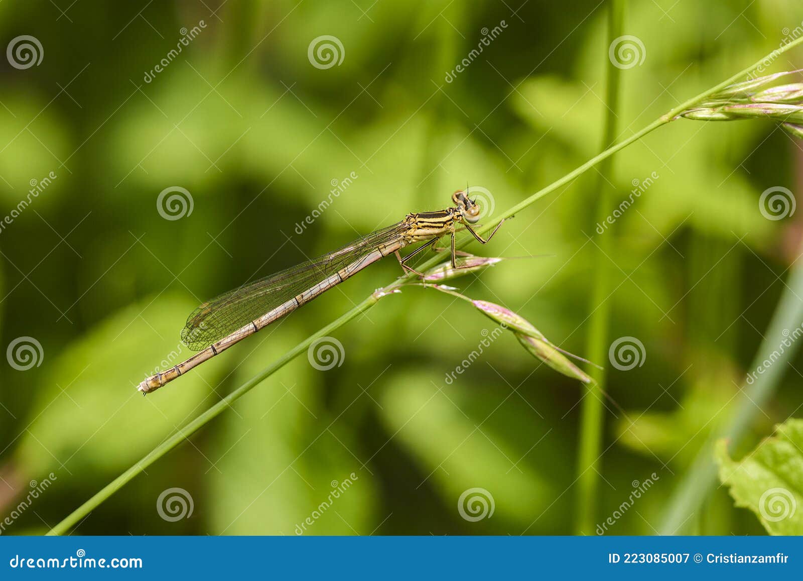 Dragonfly on a Blade of Grass Stock Image - Image of dragonfly, animal ...