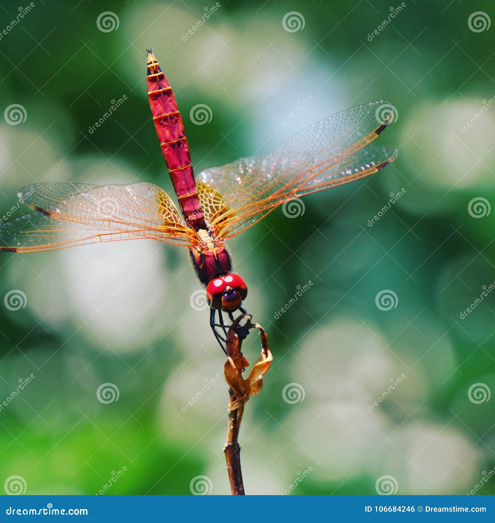 Beautiful dragon fly stock photo. Image of inset, food - 106684246