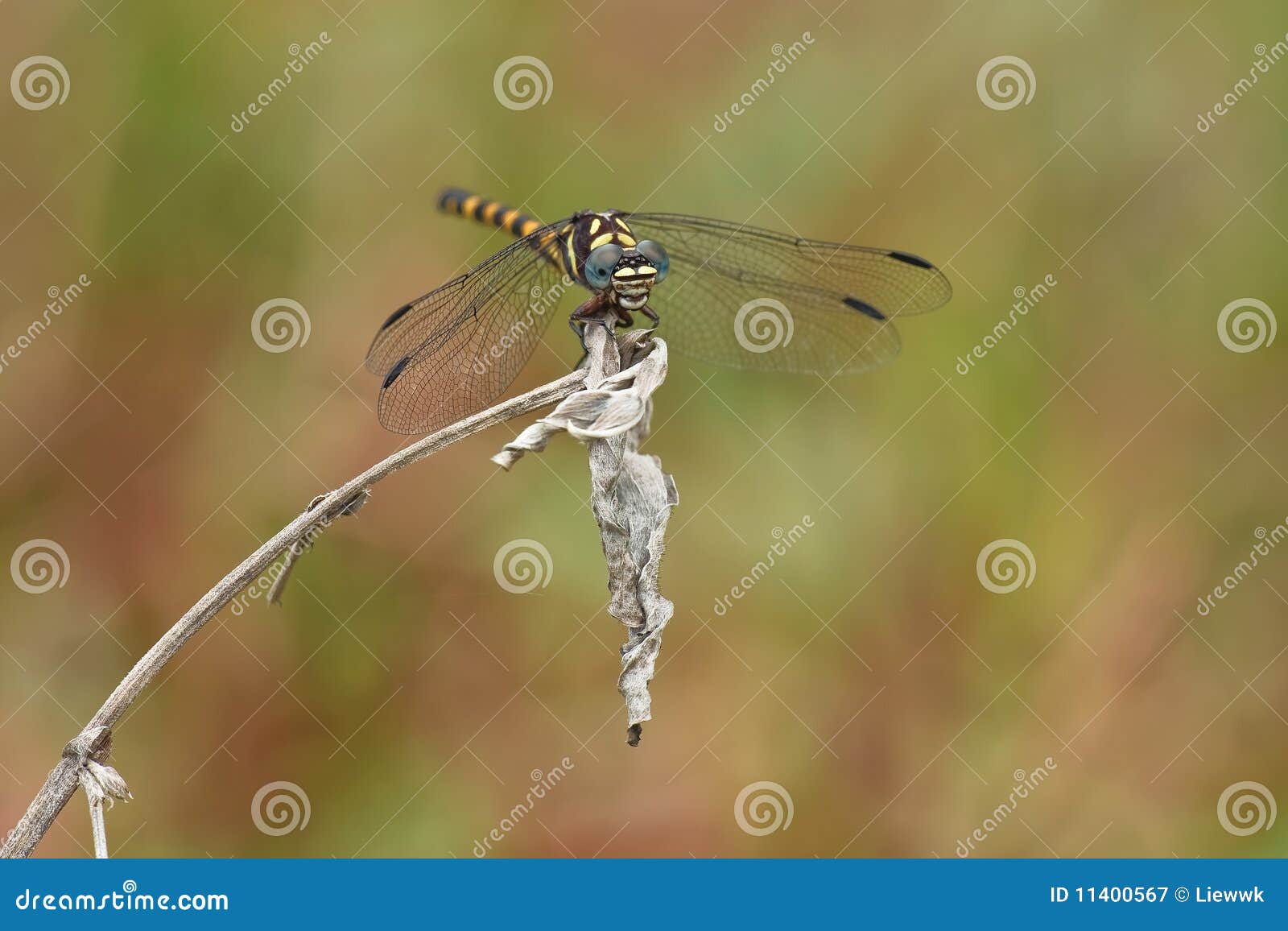 Beautiful Dragonfly Front View Stock Image - Image of closeup, insect ...