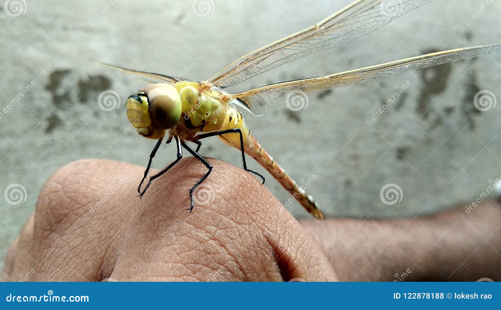 Indian green dragonfly stock photo. Image of indian - 122878188