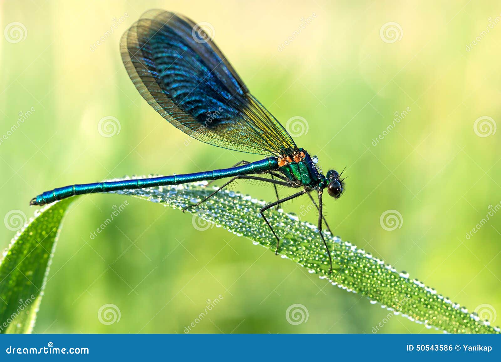 Beautiful Dragonfly on a Meadow Closeup Stock Photo - Image of back ...