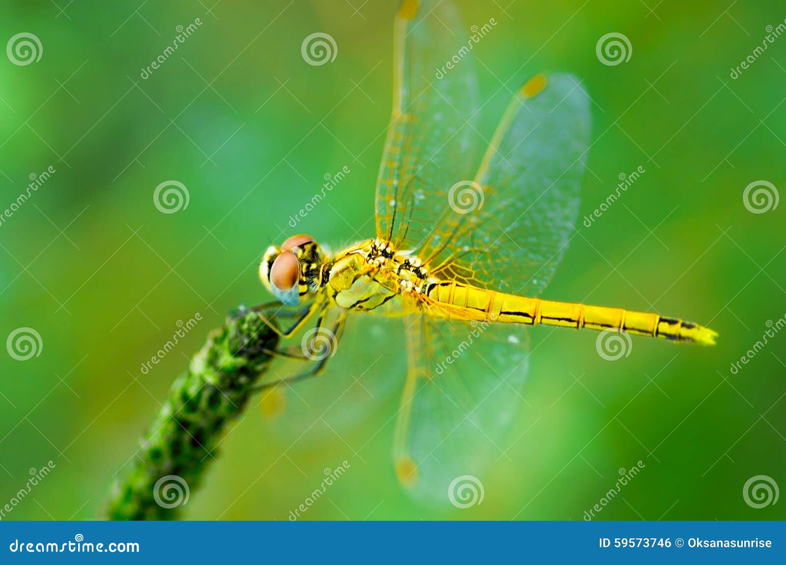 Beautiful dragonfly stock photo. Image of black, skimmer - 59573746