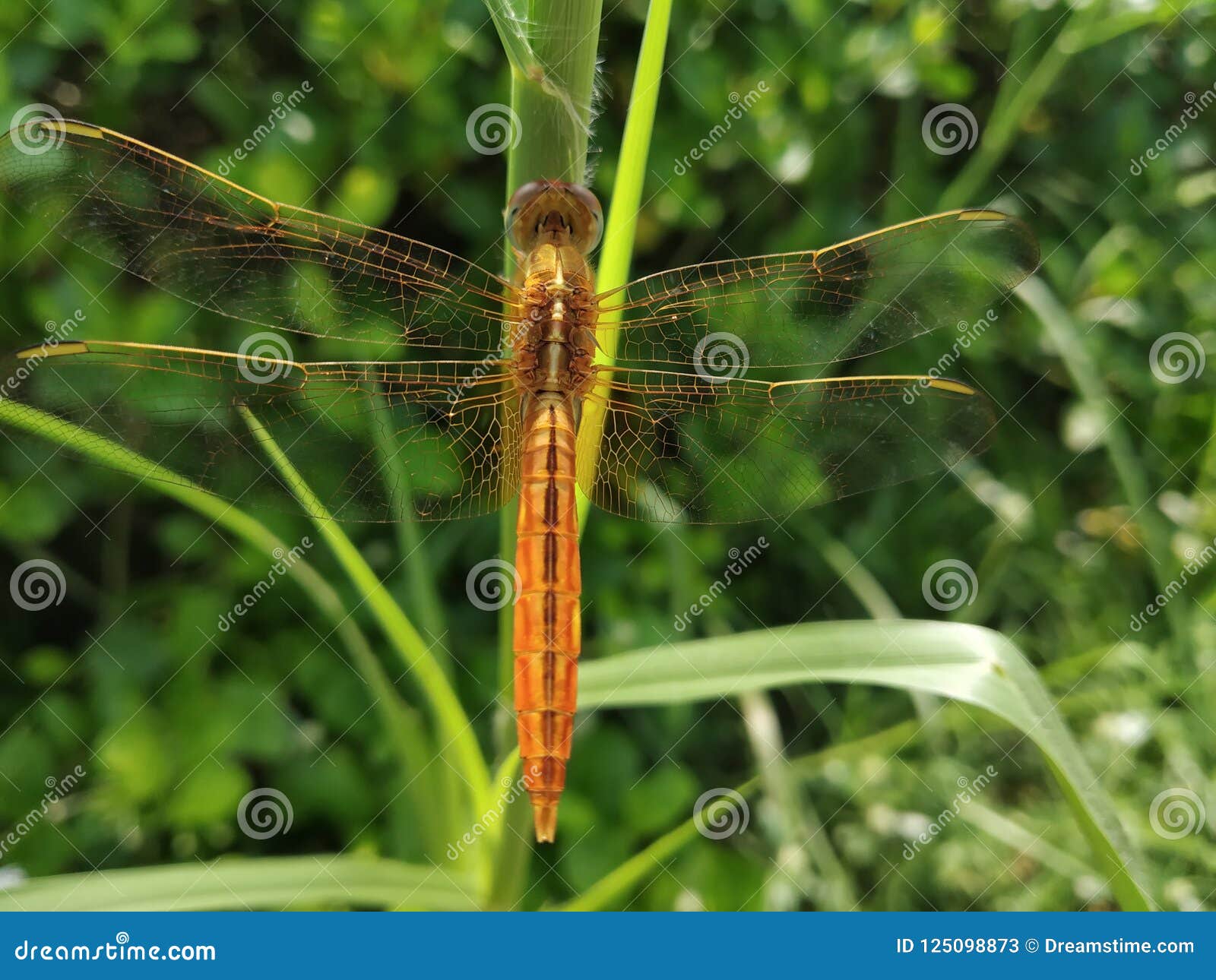 Beautiful Dragonfly stock image. Image of nature, green - 125098873