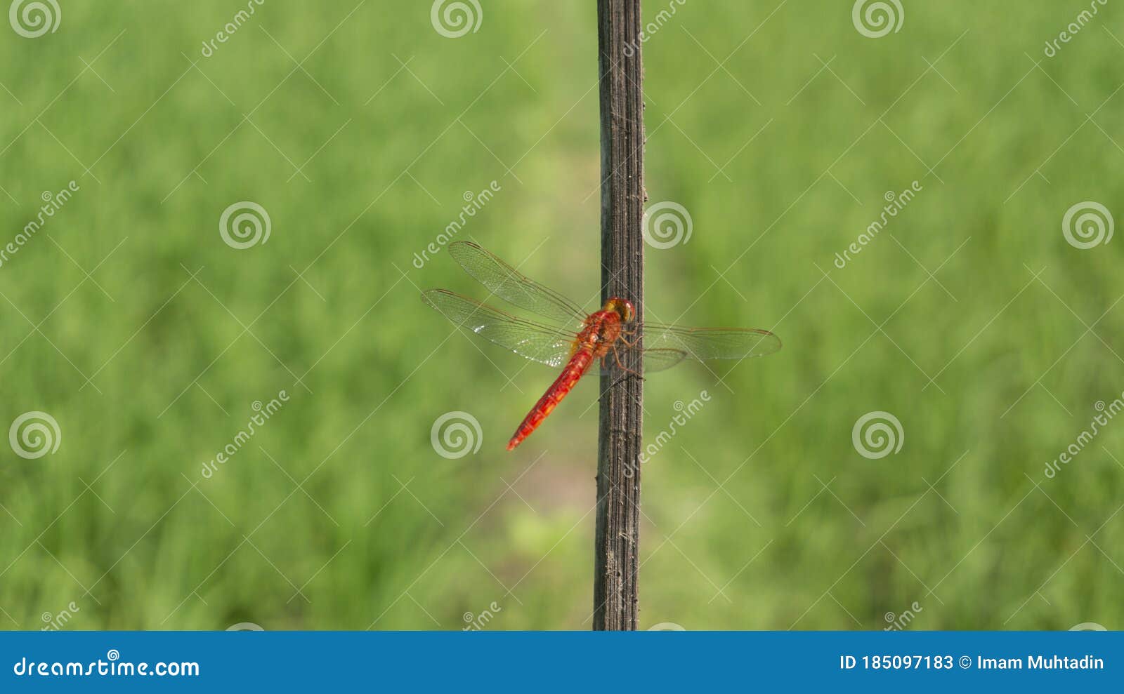 Beautiful Dragonfly in the Rice Fields Stock Image - Image of animal ...