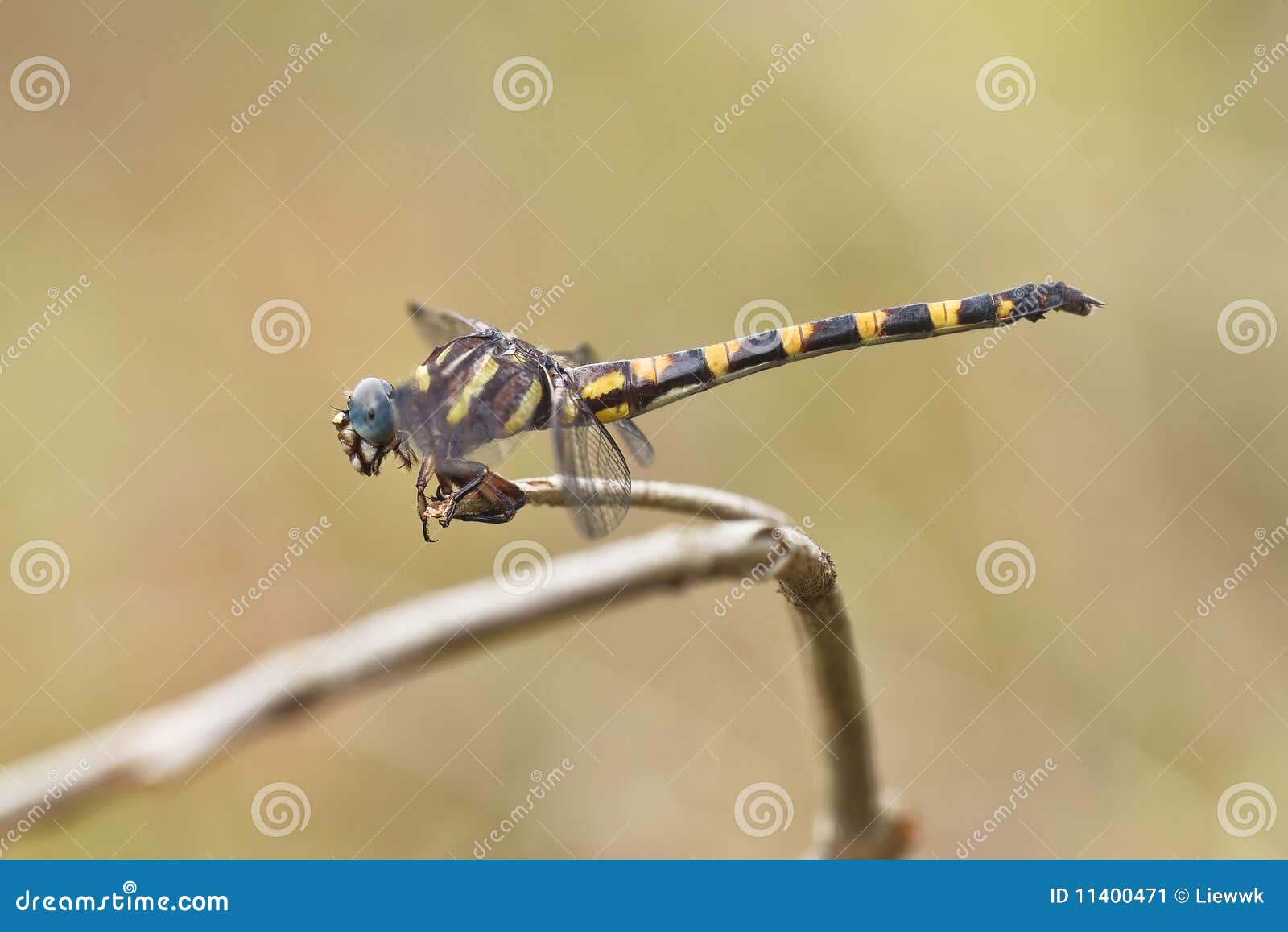 Beautiful Dragonfly Side View Stock Image - Image of twig, wildlife ...