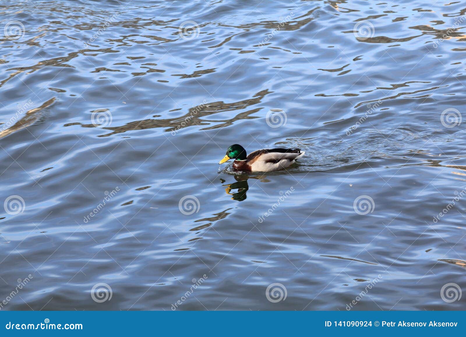 Beautiful Drake on the Blue Waves of the Spring River Stock Photo ...