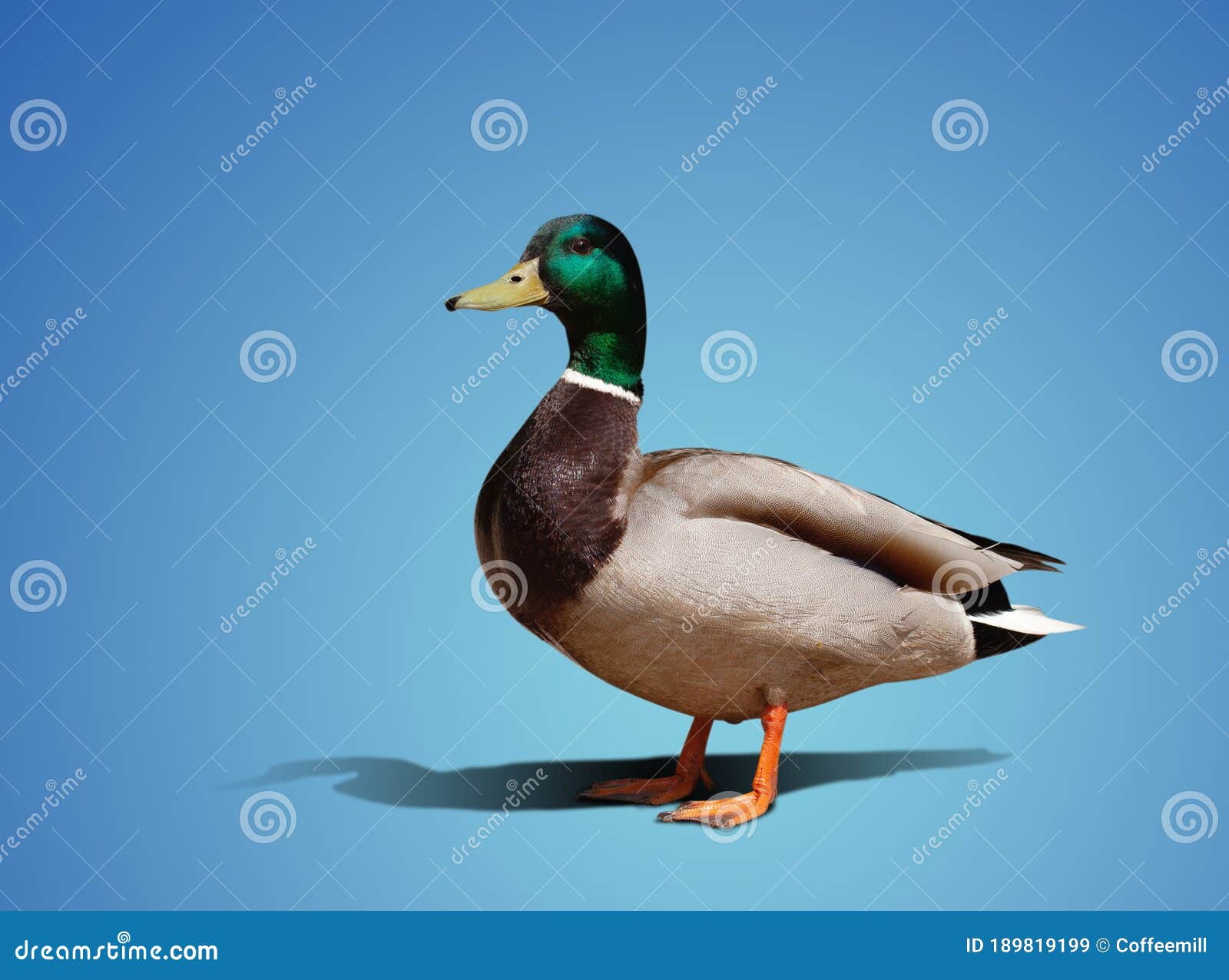 Beautiful Drake Stands on a Blue Background Stock Image - Image of ...