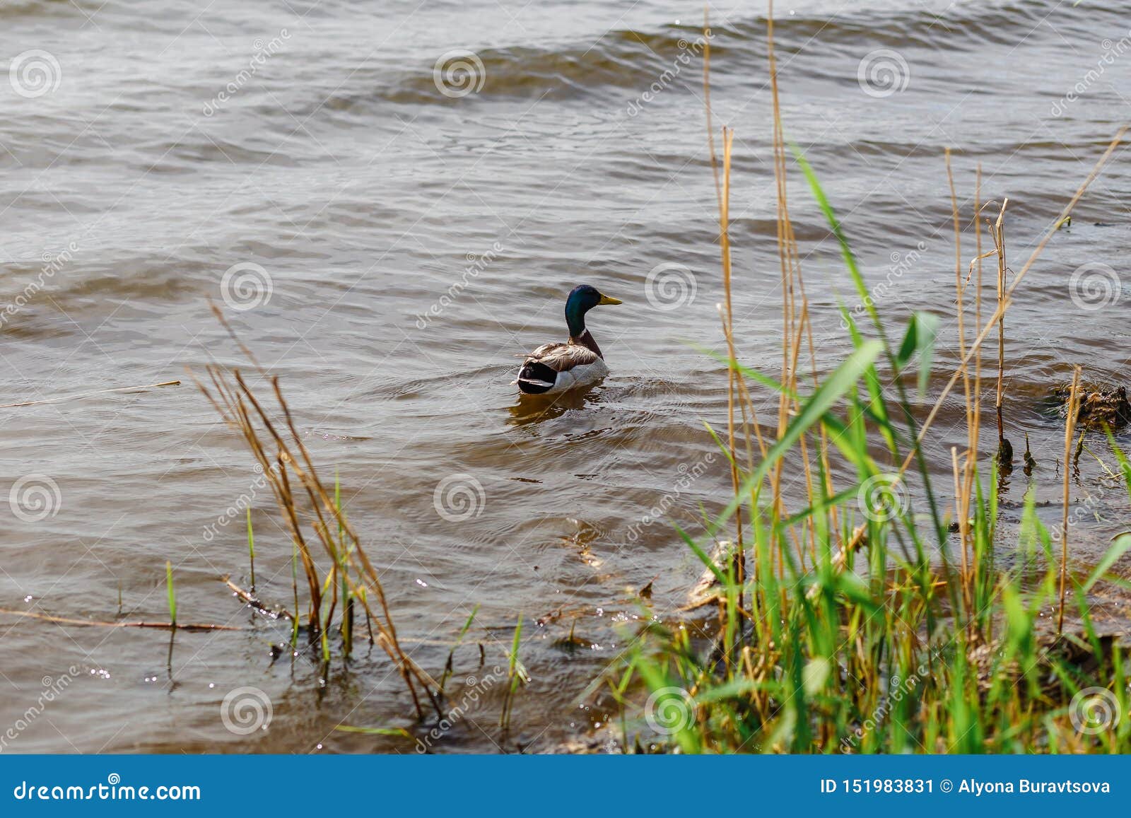 Beautiful Drakein the River Stock Image - Image of environment, nature ...