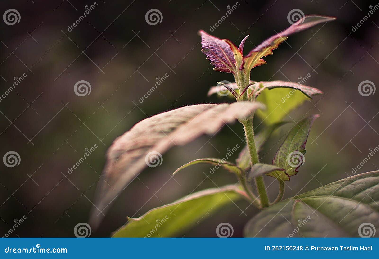 Beautiful and Dramatic Leaf Shots Stock Photo - Image of beauty ...