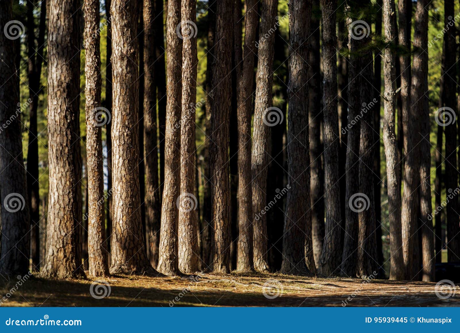 Beautiful Dramatic Light in Pine Forest with Hard Light and Shad Stock ...